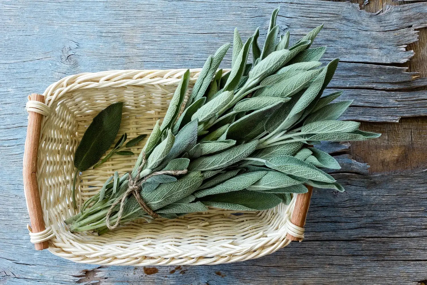 What Does Sage Smell Like? Your Clean, a herbaceous Aromas Guide ...